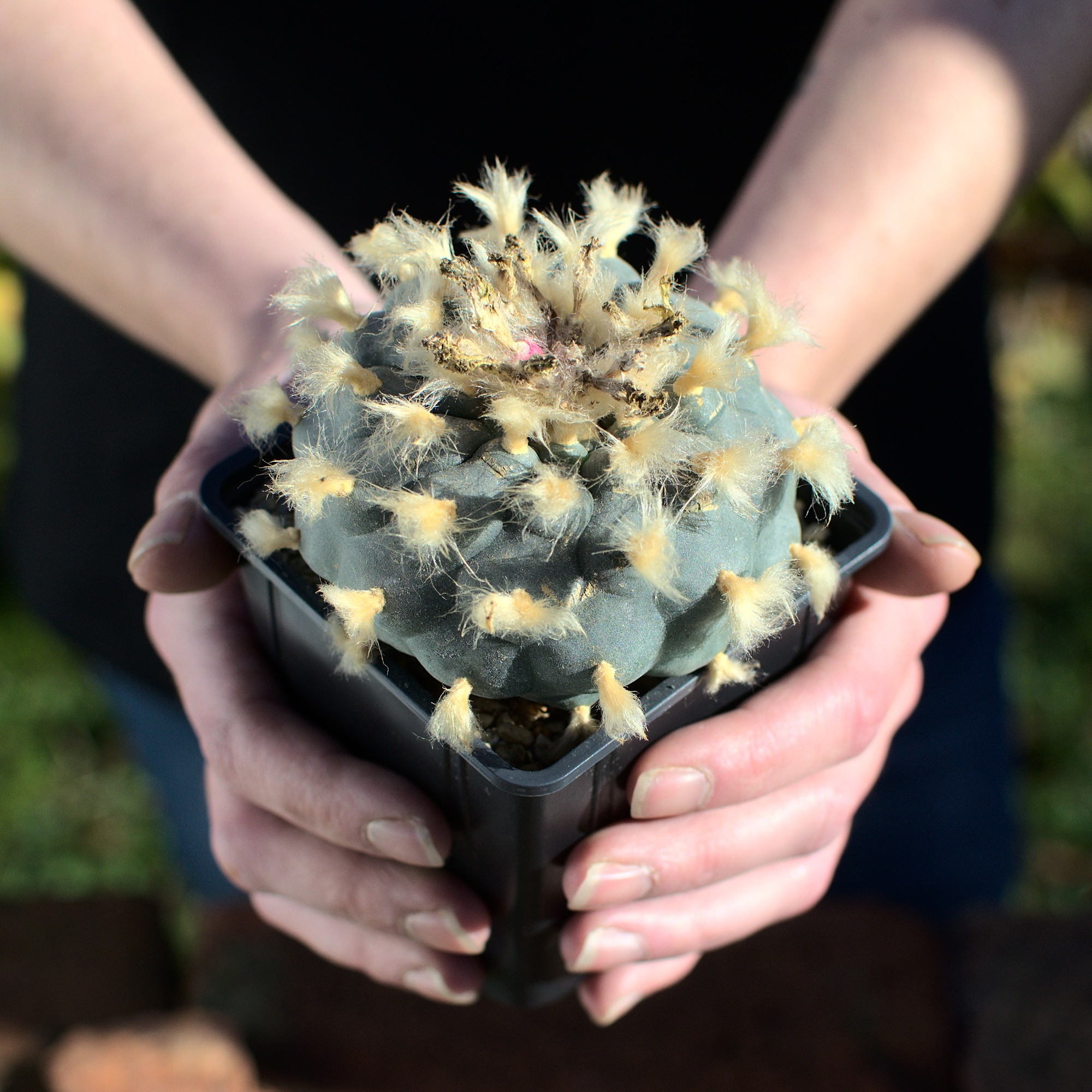 Lophophora Sandia el Grande - Lophophora williamsii